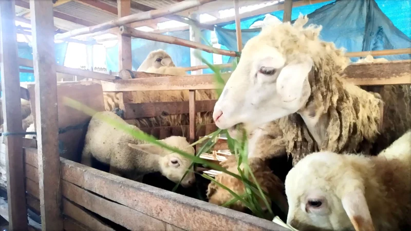 Kotoran Kambing: Dari Limbah Menjadi Sumber Daya Multifungsi - Jakarta Raya